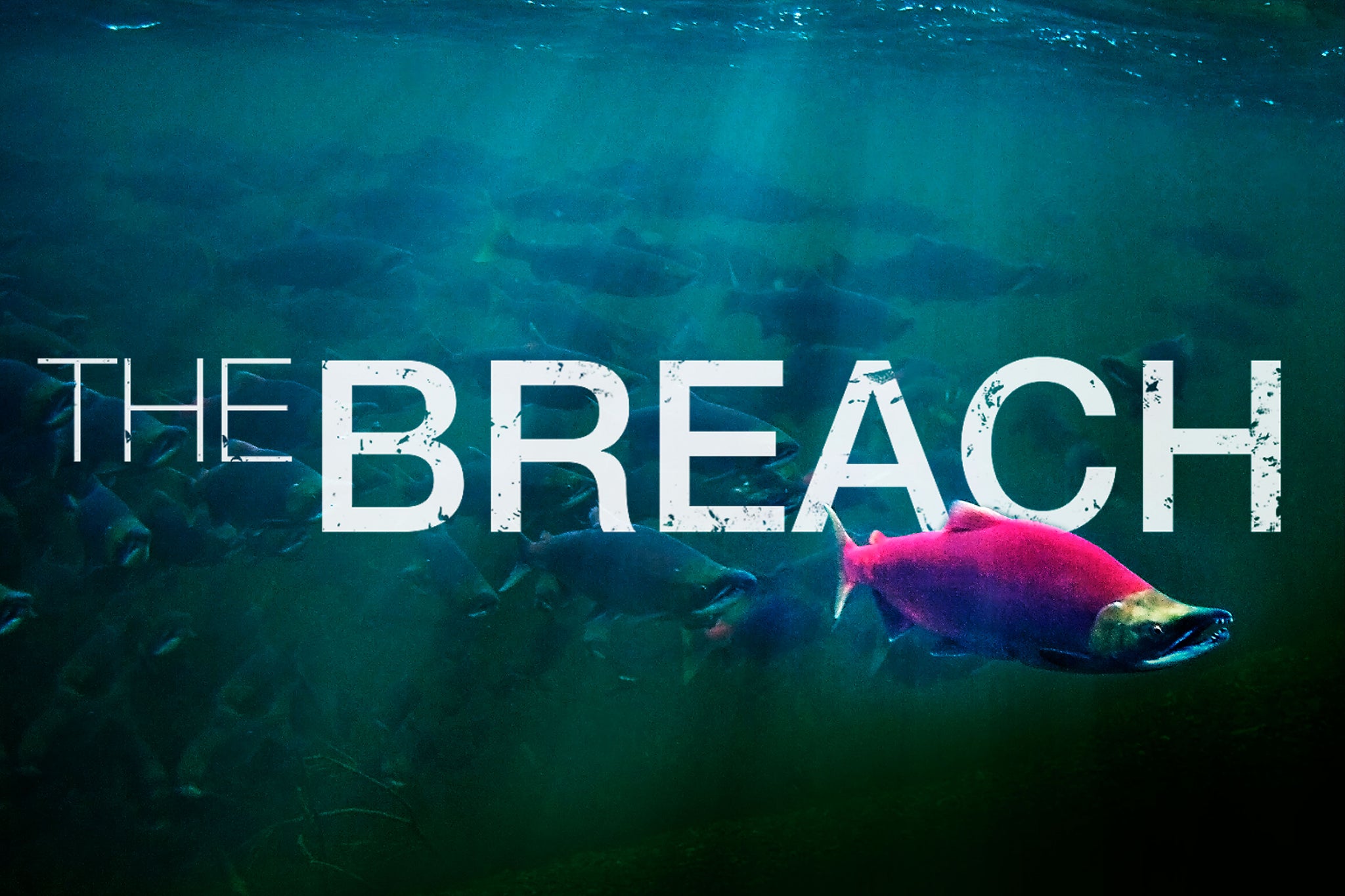 The Breach DVD - Protect Wild Sockeye Salmon - Eva's Wild